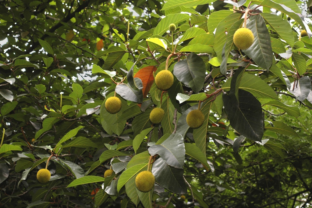 Artocarpus hirsutus|Wild jack | B2B Website
