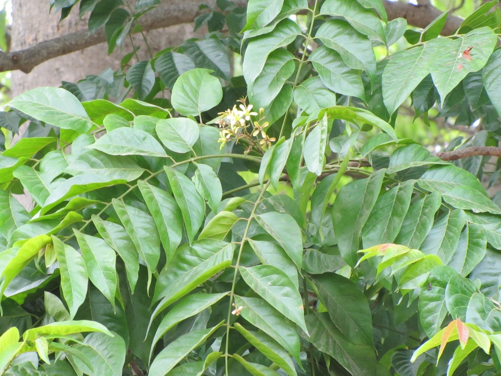 Chukrasia tabularis|Chittagong Wood | B2B Website
