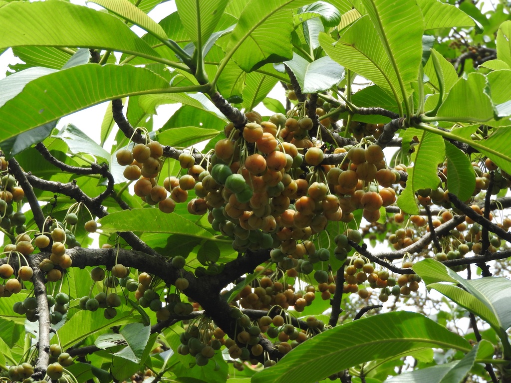 Dillenia pentagyna|Karmal tree | B2B Website